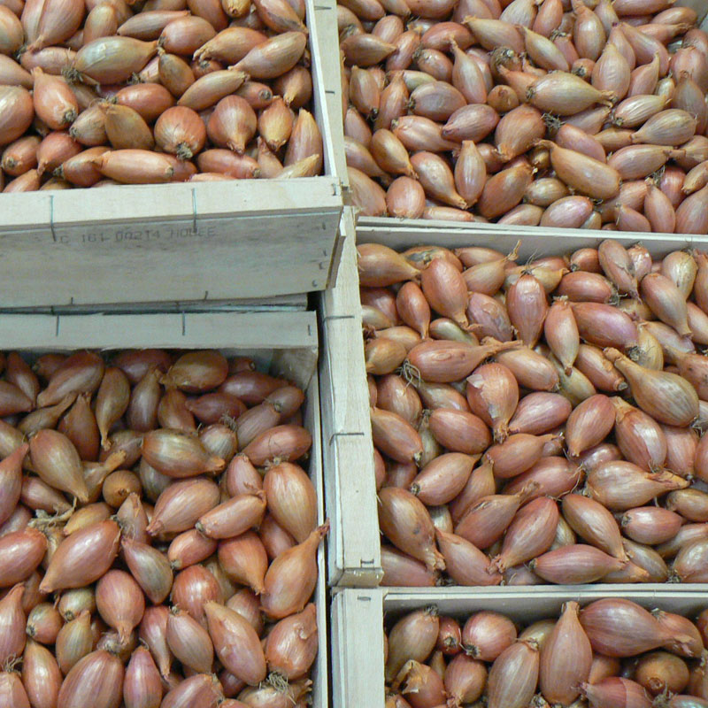 Échalote - Biobreizh, fruits et légumes Bio de Bretagne
