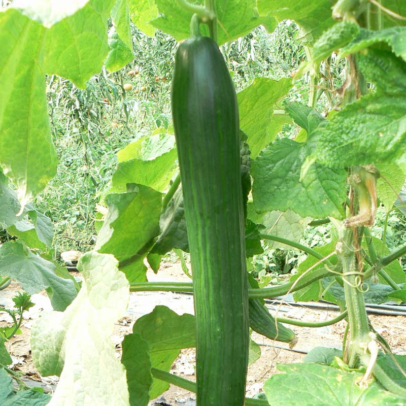 Concombre - Biobreizh, fruits et légumes Bio de Bretagne