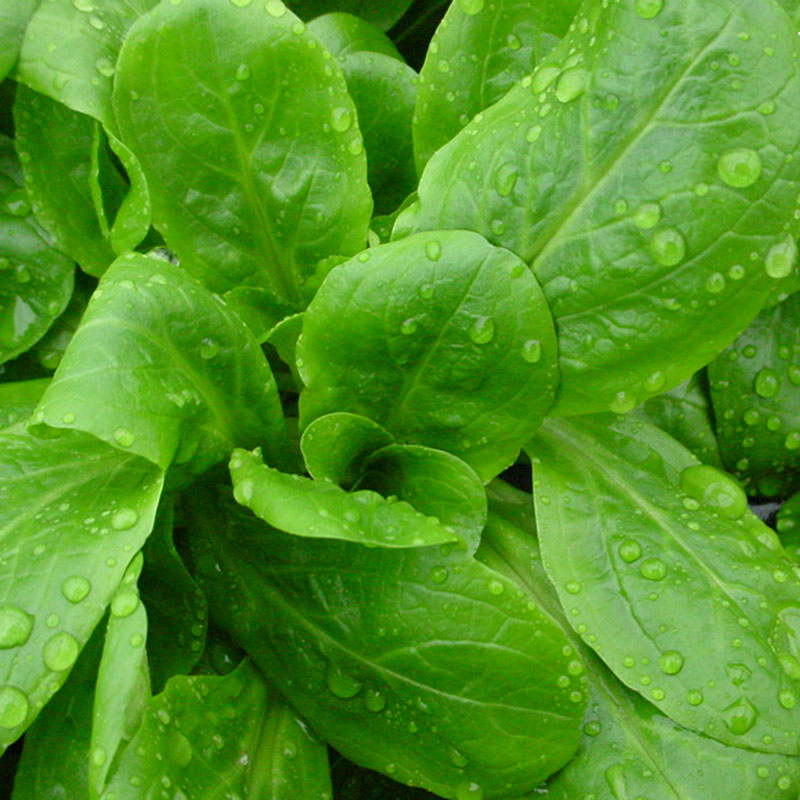 Mâche - Biobreizh, fruits et légumes Bio de Bretagne