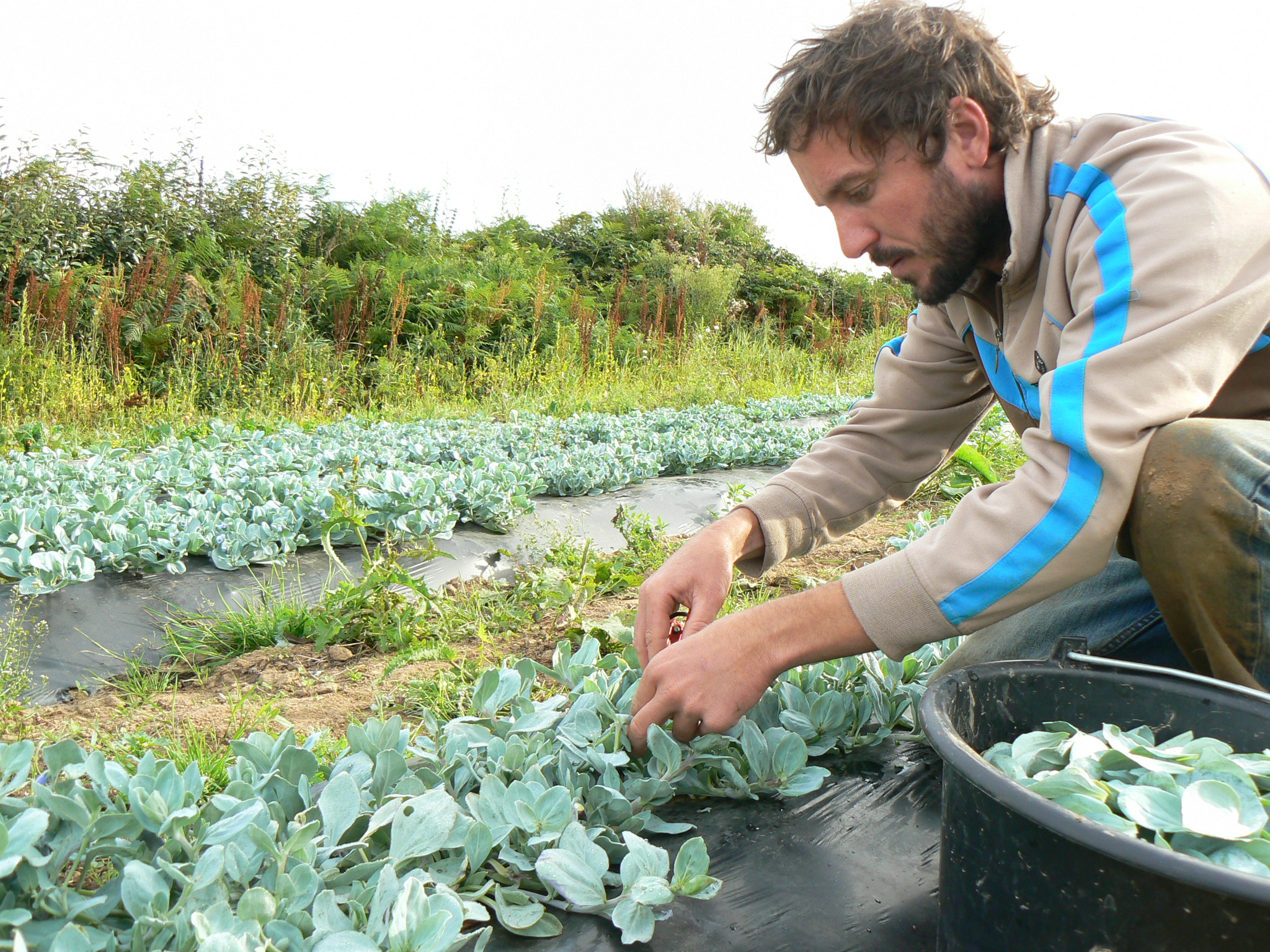 Sébastien LE GOFF - Biobreizh, fruits et légumes Bio de Bretagne